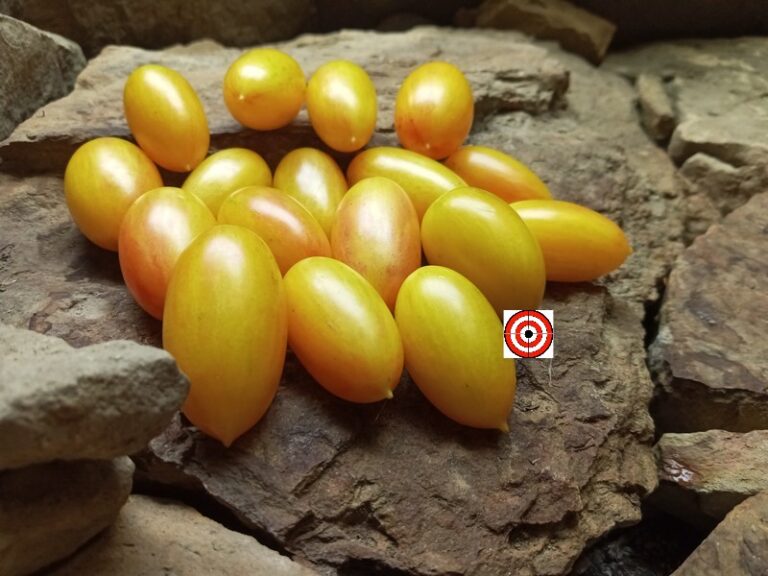 Blush Tomato-Bounty Hunter Seeds-Fred Hempel Tomato Seeds