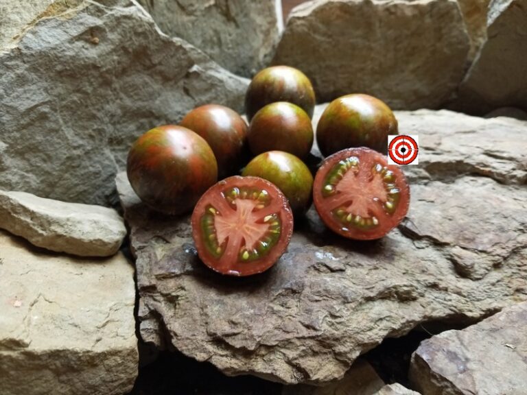Cosmic Eclipse Tomato-Brad Gates Seeds-Bounty Hunter Seeds!