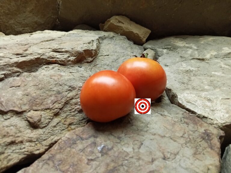 Dwarf Bush Champion Tomato Seeds at Bounty Hunter Seeds!!