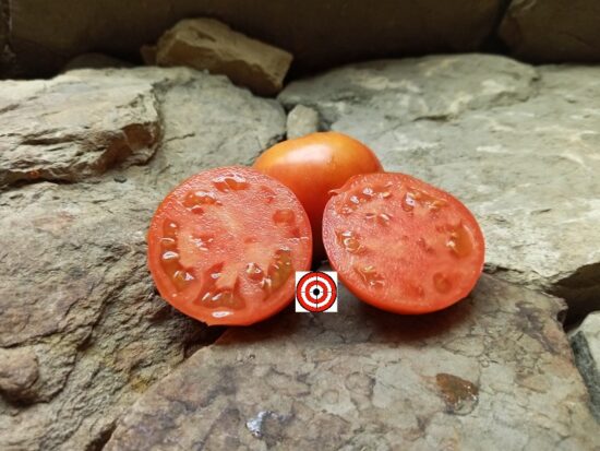 Dwarf Bush Champion Tomato Seeds at Bounty Hunter Seeds!!