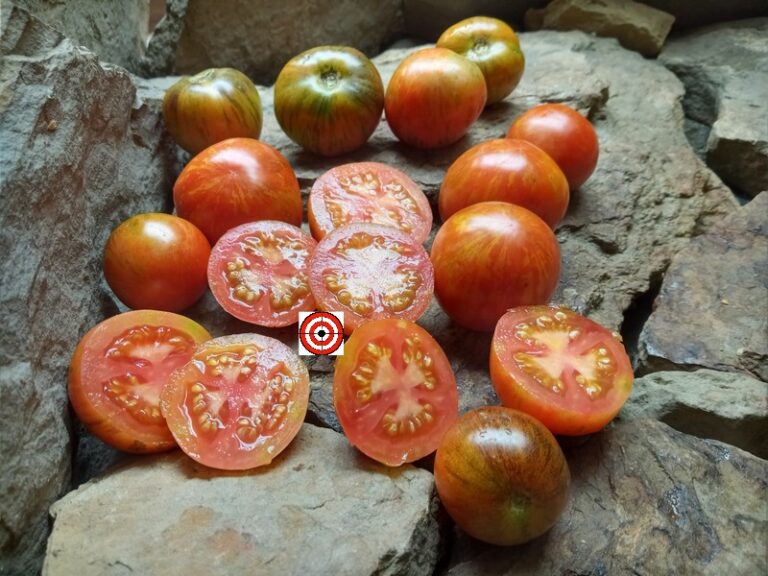 Kaleidoscope Jewel Tomato-Brad Gates-Bounty Hunter Seeds