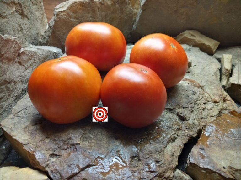 Marglobe Tomato-Bounty Hunter Seeds-Heirloom Tomato Seeds