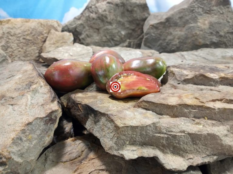Sweet Tooth Tomato Seeds For Sale at Bounty Hunter Seeds!