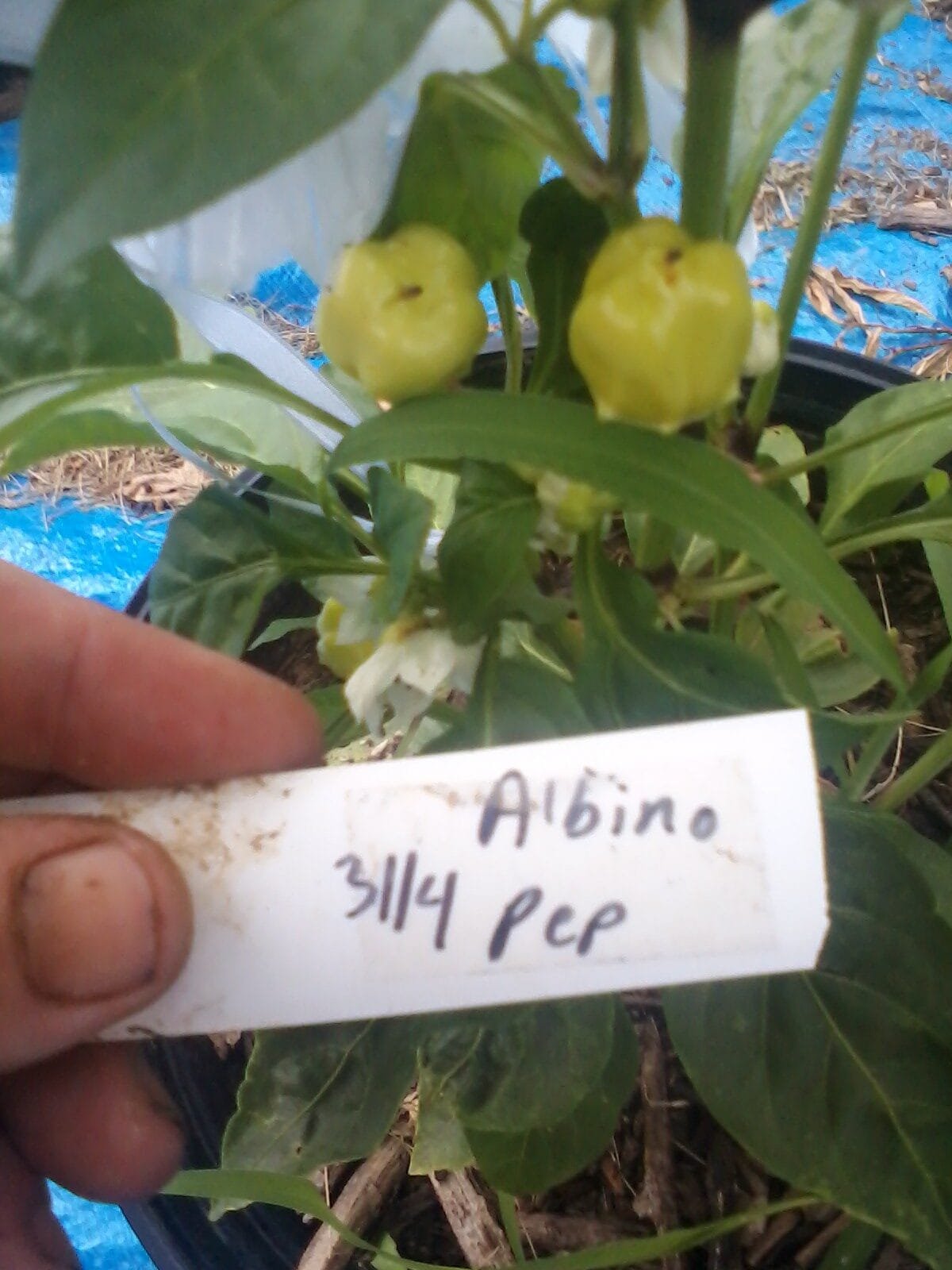 albino pepper 2 - Bounty Hunter Seeds - Rare Heirloom Tomato Seeds
