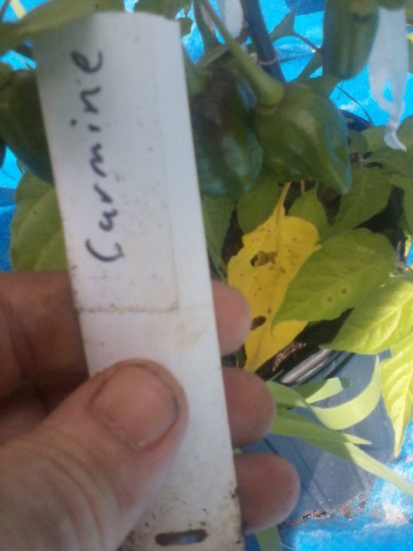 carmine pepper - Bounty Hunter Seeds - Rare Heirloom Tomato Seeds