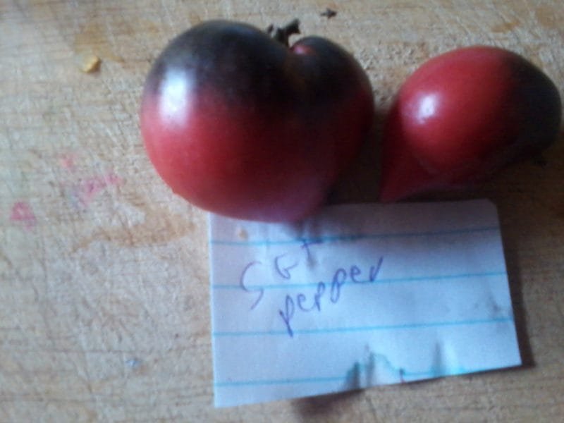 sgt pepper - Bounty Hunter Seeds - Rare Heirloom Tomato Seeds