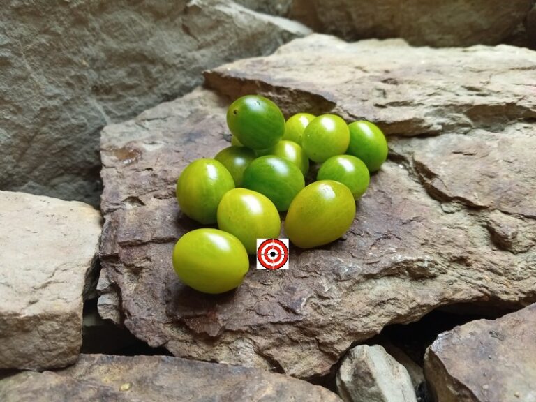 Sister Keyes Tomato - Dean Slater Seeds - Bounty Hunter Seeds!