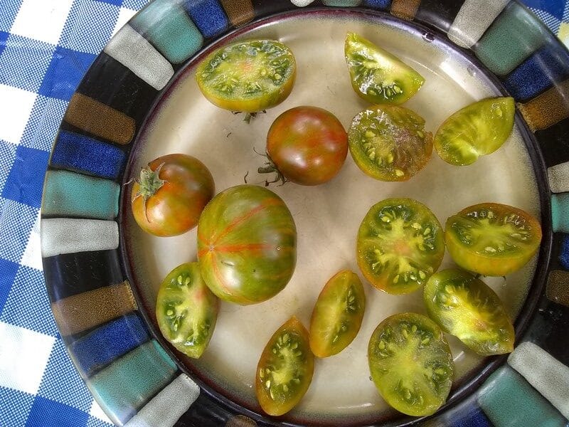 Aftershock Tomato Seeds For Sale At Bounty Hunter Seeds!