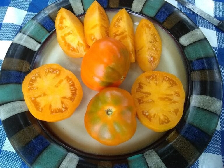 Aladdin's Lamp Tomato-Bounty Hunter Seeds-Rare Heirloom Seeds