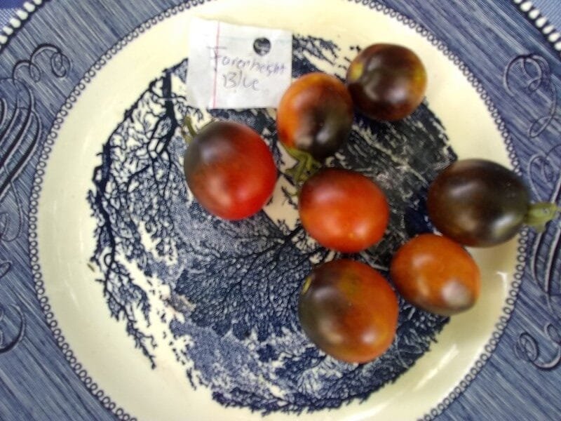 Farenheight Blue Tomato tag 1 - Bounty Hunter Seeds - Rare Heirloom Tomato Seeds