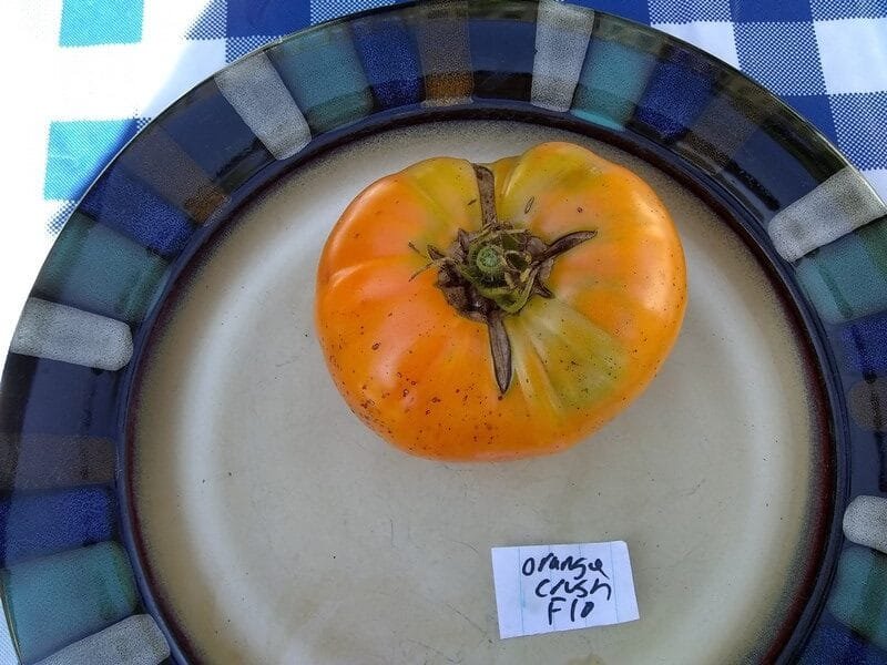 Orange Crush Tomato - Bounty Hunter Seeds - Rare Heirloom Tomato Seeds