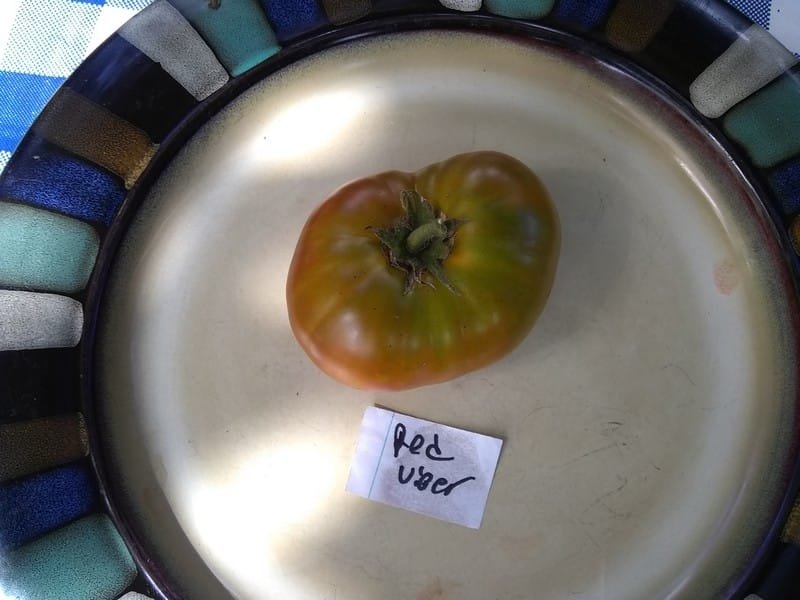 Red Viper tag - Bounty Hunter Seeds - Rare Heirloom Tomato Seeds