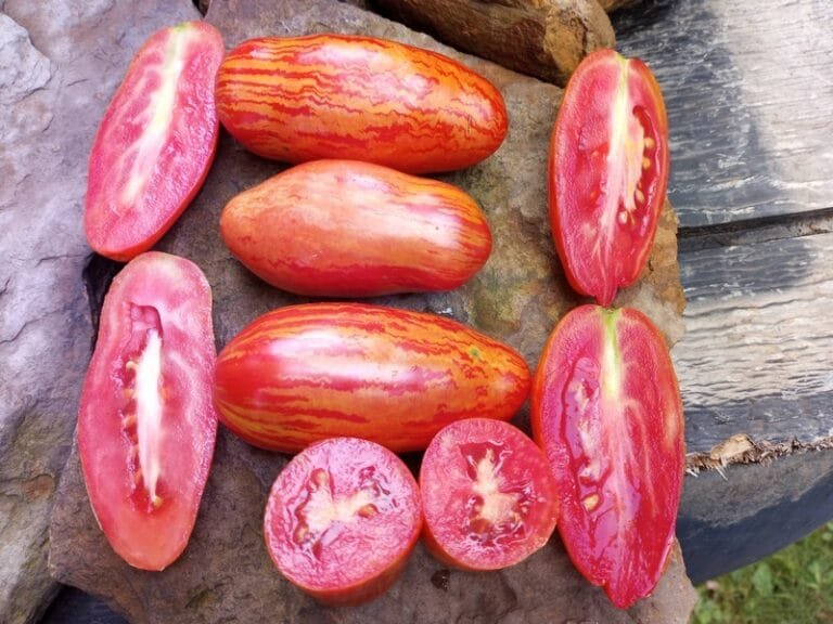 Cassidy's Folly Tomato Bounty Hunter Seeds Rare Heirloom Seeds