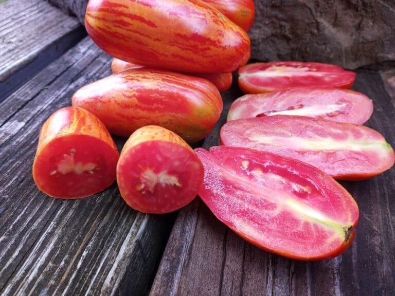 Cassidy's Folly Tomato Bounty Hunter Seeds Rare Heirloom Seeds