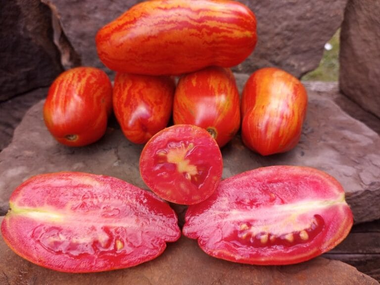 Shop Rare Heirloom Tomatoes - Bounty Hunter Seeds - Rare Heirloom ...