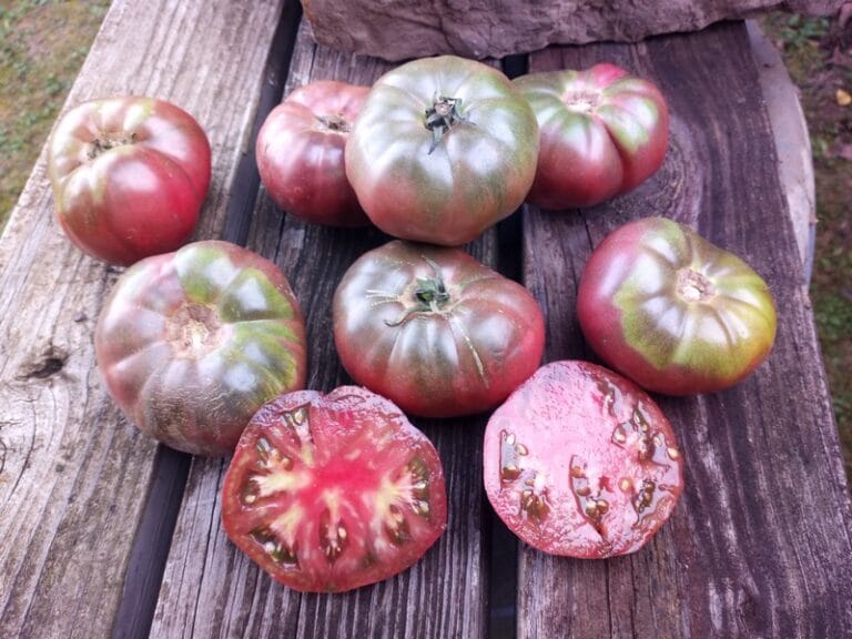 DB Cooper Tomato-Bounty Hunter Seeds-Millard Murdock Seeds
