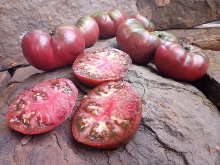 DB Cooper Tomato-Bounty Hunter Seeds-Millard Murdock Seeds