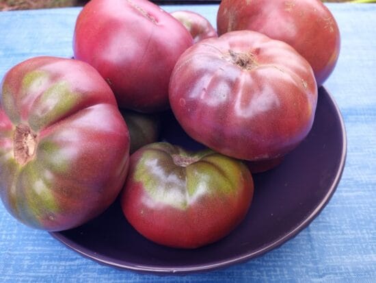 DB Cooper Tomato-Bounty Hunter Seeds-Millard Murdock Seeds