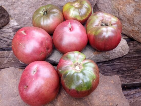 DB Cooper Tomato-Bounty Hunter Seeds-Millard Murdock Seeds