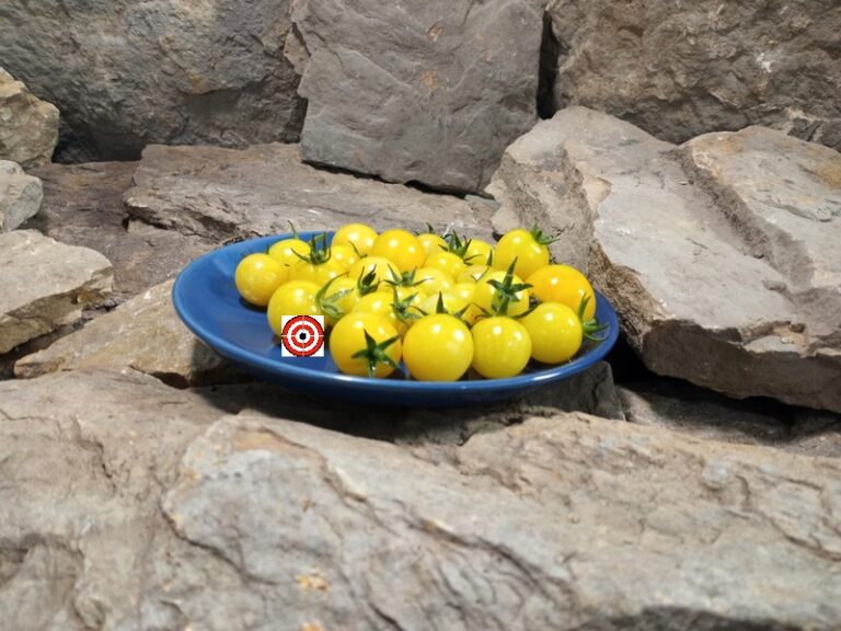 Snow White Cherry Tomato-Bounty Hunter Seeds-Rare Heirlooms