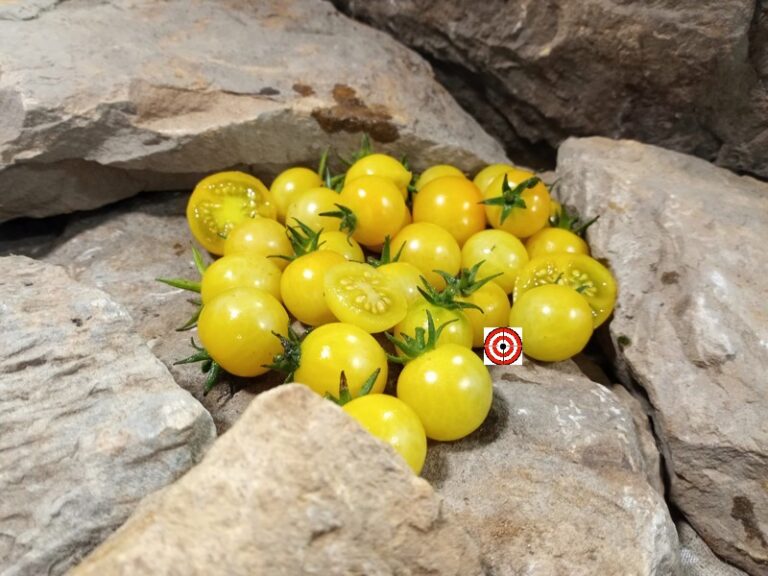 Snow White Cherry Tomato-Bounty Hunter Seeds-Rare Heirlooms