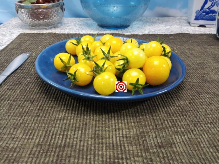 Snow White Cherry Tomato-Bounty Hunter Seeds-Rare Heirlooms