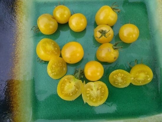 Snow White Cherry Tomato-Bounty Hunter Seeds-Rare Heirlooms