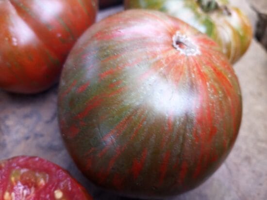 Our Favorite Beefsteak Tomato From 2021 Season Zebra Ezel
