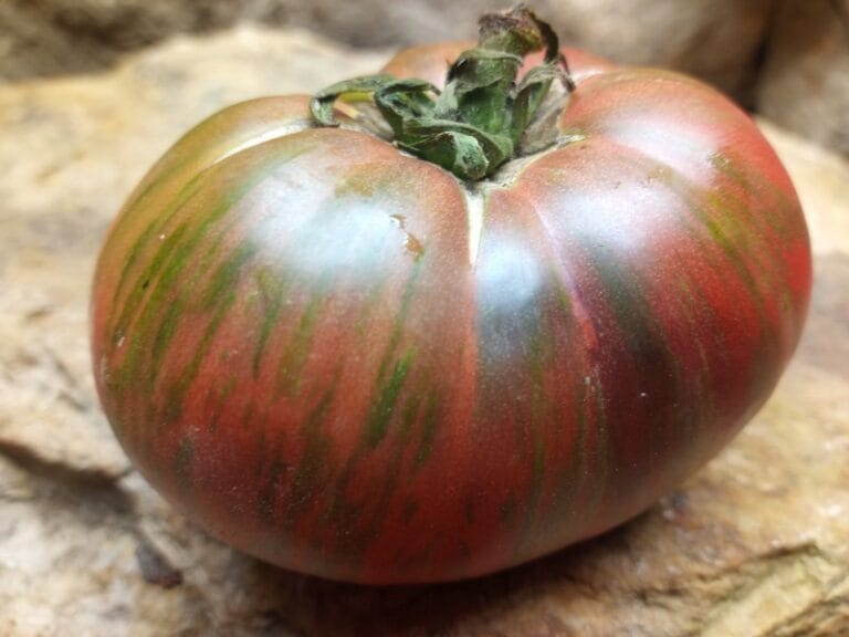 Dwarf Adelaide Festival Tomato-Bounty Hunter Seeds-Heirlooms