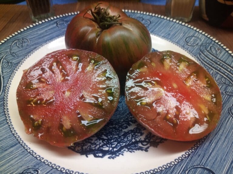 Dwarf Adelaide Festival Tomato-Bounty Hunter Seeds-Heirlooms