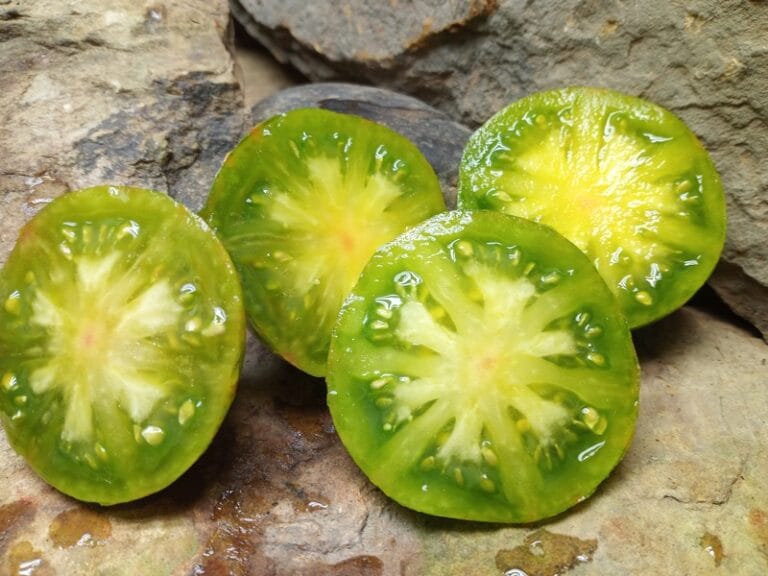 Aftershock Tomato-Bounty Hunter Seeds-Blane Horton Seeds