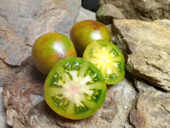 Aftershock Tomato-Bounty Hunter Seeds-Blane Horton Seeds