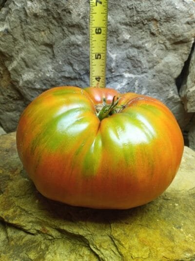 Australian Beauty Tomato Seeds For Sale At Bounty Hunter Seeds!