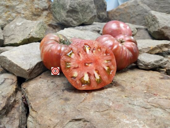 Dwarf Adelaide Festival Tomato-Bounty Hunter Seeds-Heirlooms