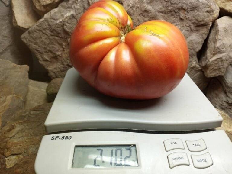 Shop Rare Heirloom Tomatoes - Bounty Hunter Seeds - Rare Heirloom ...
