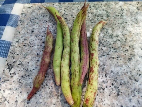 Woods Mountain Crazy Bean-Bounty Hunter Seeds-Rare Seeds