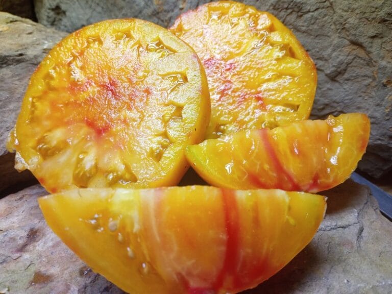 Blushing Bride Tomato Seeds For Sale At Bounty Hunter Seeds!
