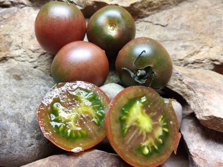 Chocolate Drop Tomato Seeds For Sale At Bounty Hunter Seeds!