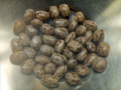 Headrick Greasy Cut Short Bean-Bounty Hunter Seeds-Heirlooms