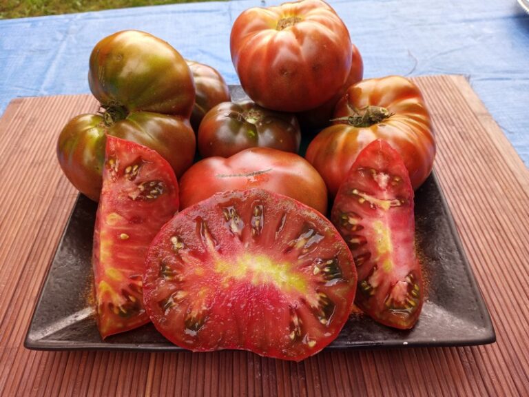 King Aramis Dwarf Tomato-Bounty Hunter Seeds-Blane Horton