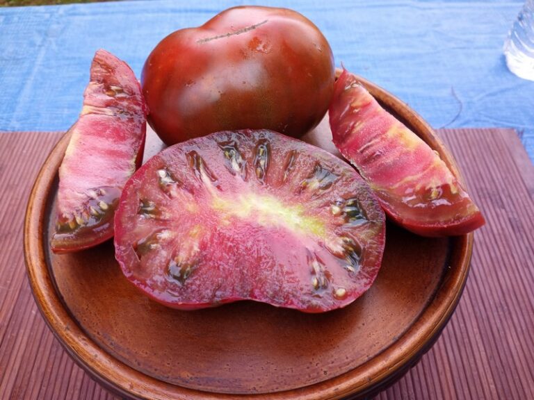 King Aramis Dwarf Tomato-Bounty Hunter Seeds-Blane Horton
