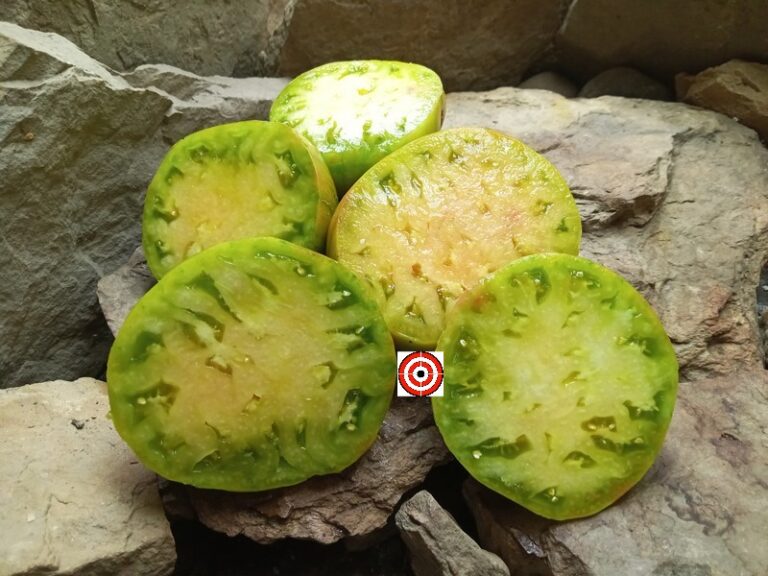 Taiga Tomato Seeds Bounty Hunter Seeds Karen Olivier Tomatoes