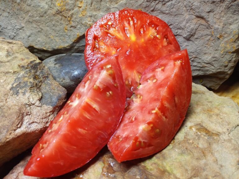 Mac's Pride Big Mac Tomato Bounty Hunter Seeds Heirlooms