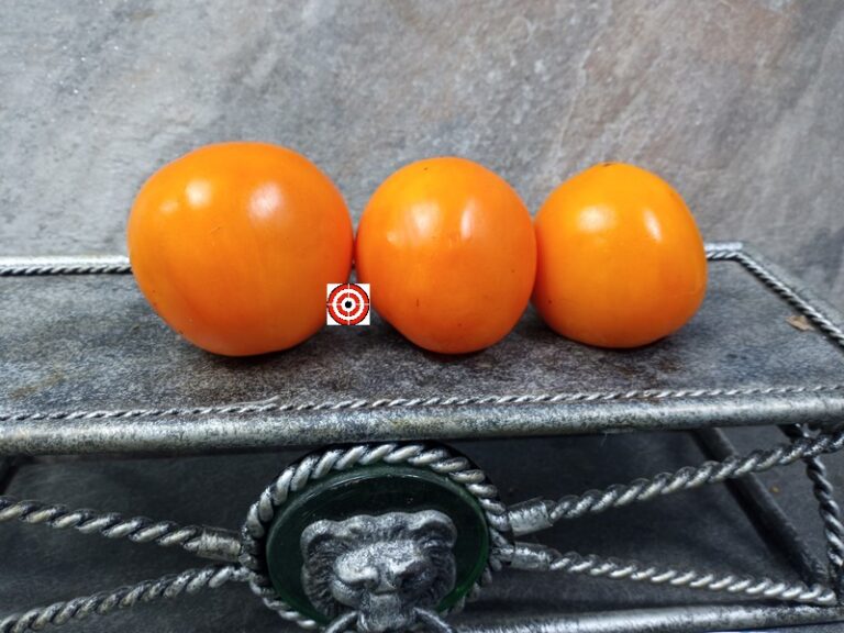 Mandarin Cross Tomato Bounty Hunter Seeds Heirloom Tomatoes