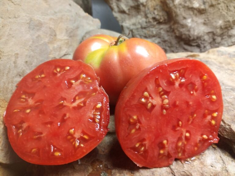 Ponderosa Pink Tomato-Bounty Hunter Seeds-Heirloom Tomatoes