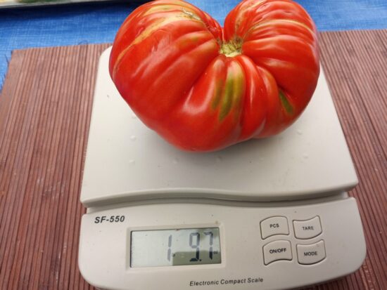 Top 10 One Pound Plus Tomatoes To Grow Part 2 by Bounty Hunter Seeds