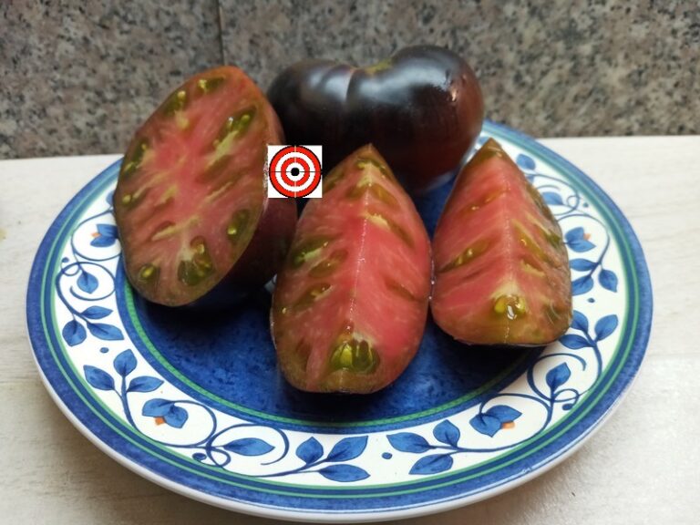 Black beauty Tomato-Bounty Hunter Seeds-Heirloom Tomatoes