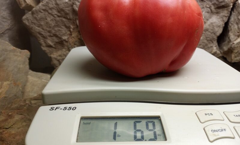 Top 10 One Pound Plus Tomatoes To Grow Part 2 by Bounty Hunter Seeds