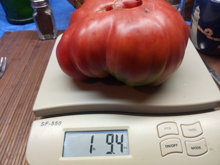 Top 10 One Pound Plus Tomatoes To Grow by Bounty Hunter Seeds!