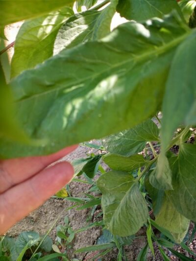 3 Different Tomato Leaf Types Potato, Regular, And Rugose by Bounty ...